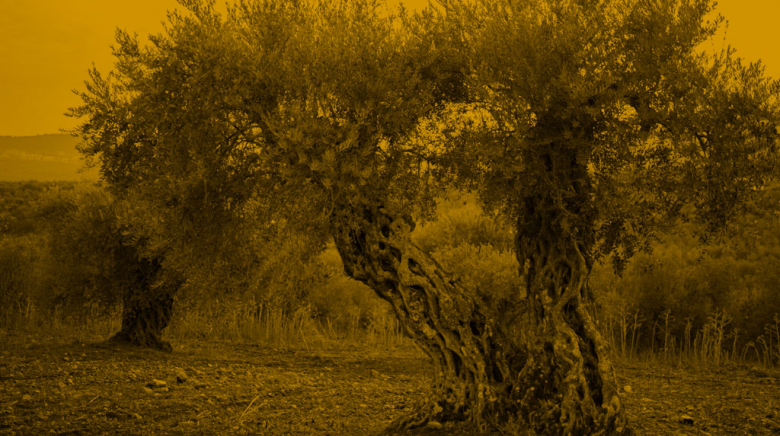 Origin & History of the Olive Tree