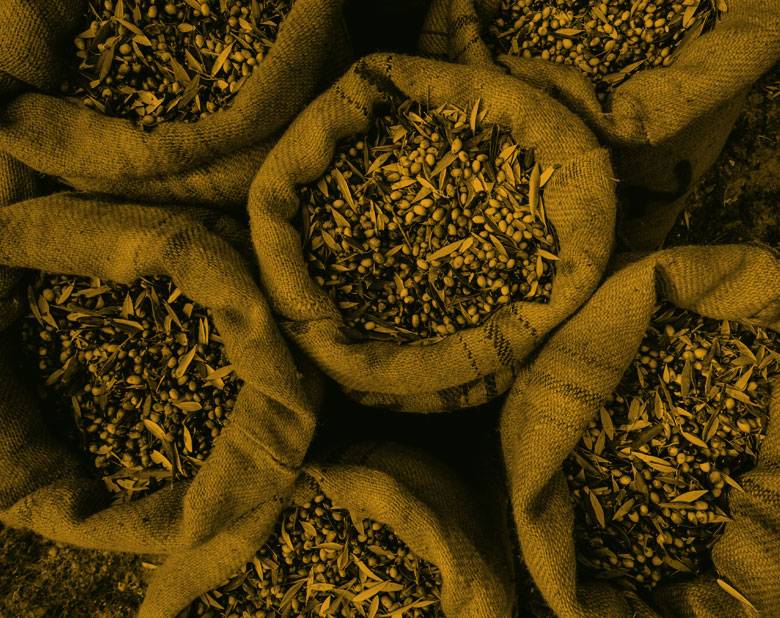 The Stages of Olive Processing